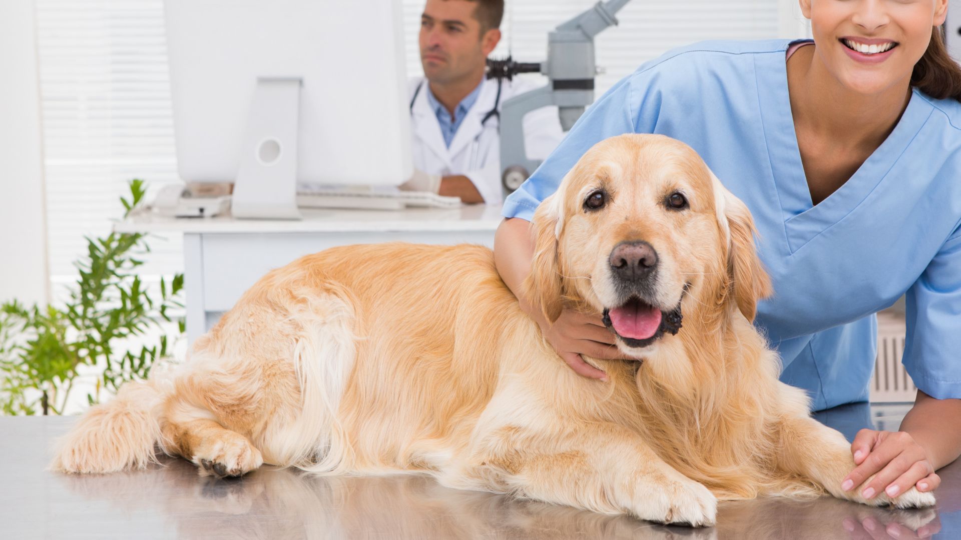 Computed Tomography | The Animal Doctor