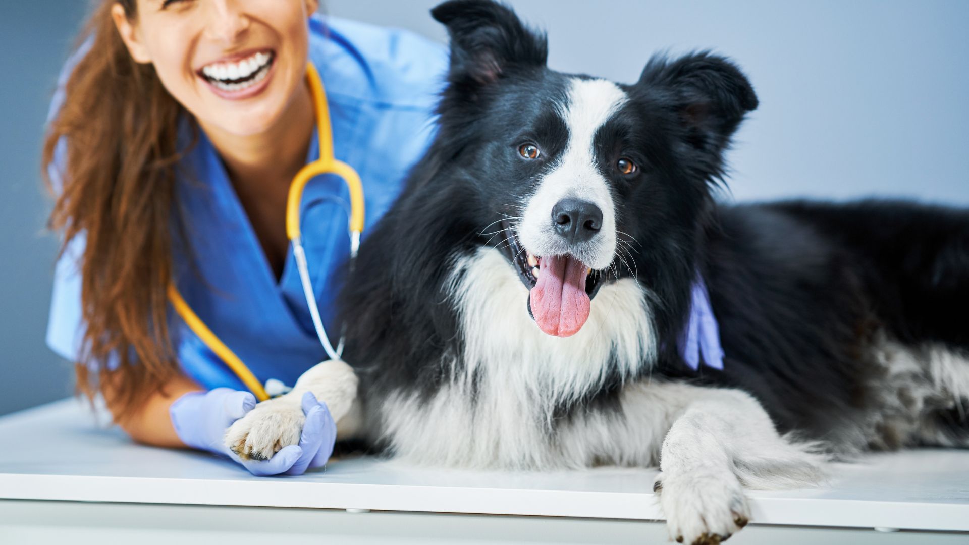 TAD Wellness Center In Cary, IL 60013 | The Animal Doctor